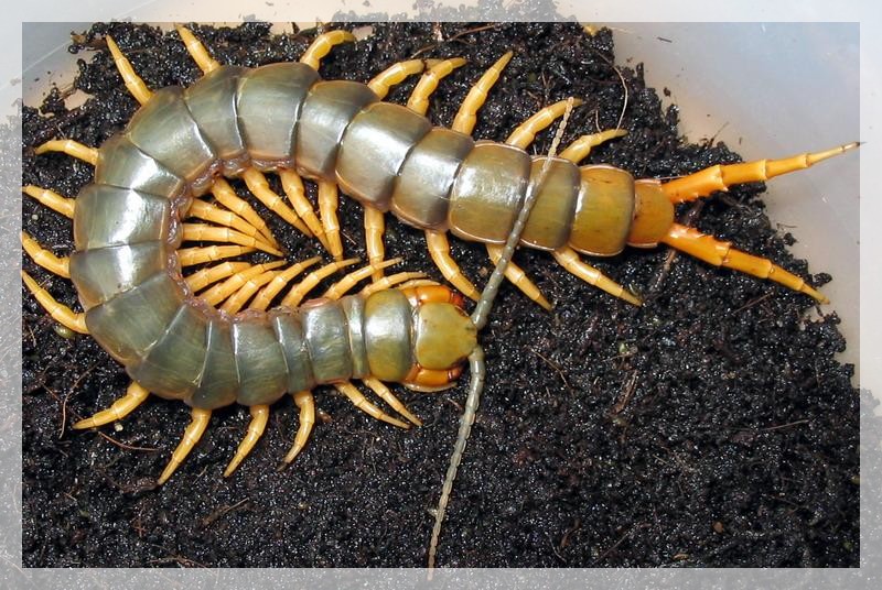 Bluering Centipede | The Life of Animals