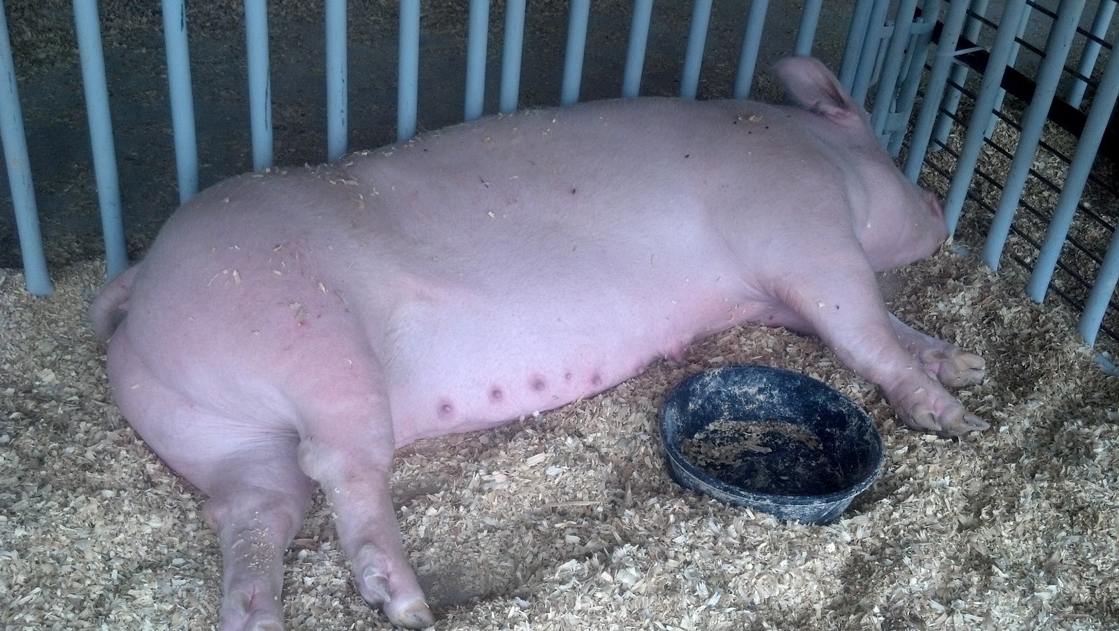 The Foodie Farmer: Pigs of Different Colors