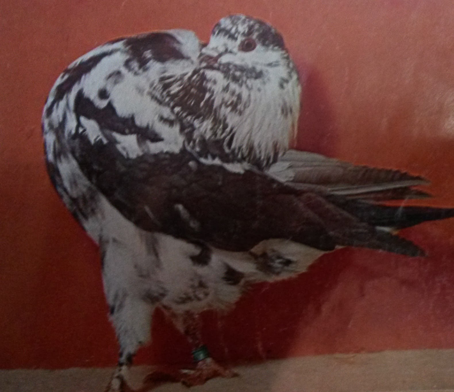 Holle Cropper: Amsterdam Ballon Cropper Pigeon origin description size ...