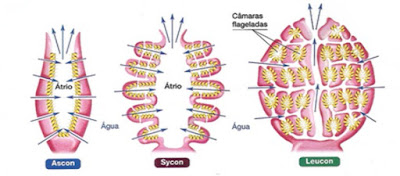 Blog Cientista : Filo Porífera