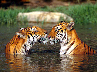 Tigers In Action Pictures ~ Wallpaper & Pictures