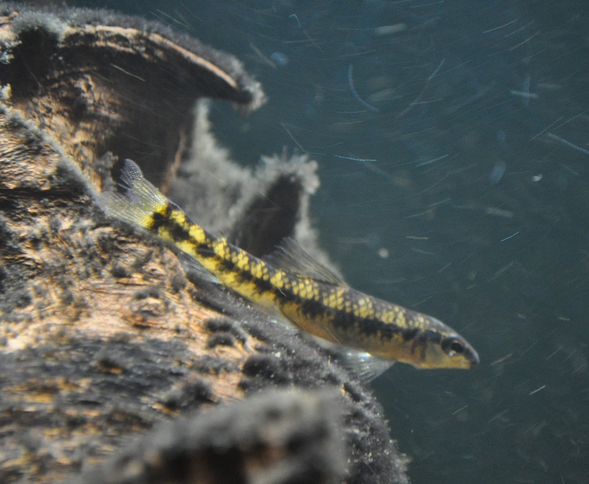 ZOOTOGRAFIANDO (6.100 ANIMALS): CHARACIN DE DARTER (Characidium fasciatum)