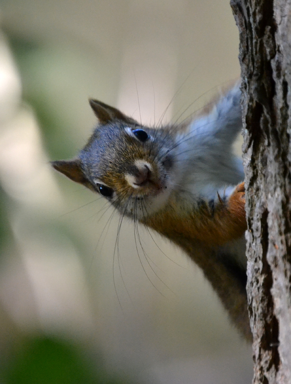 Woods Walks and Wildlife: Fall Brings Some Familiar Faces