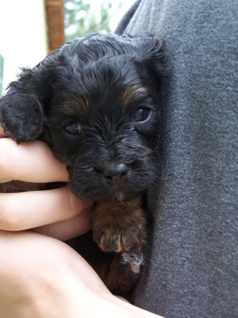 PW dog blog: Cavapoos-Four Weeks Old