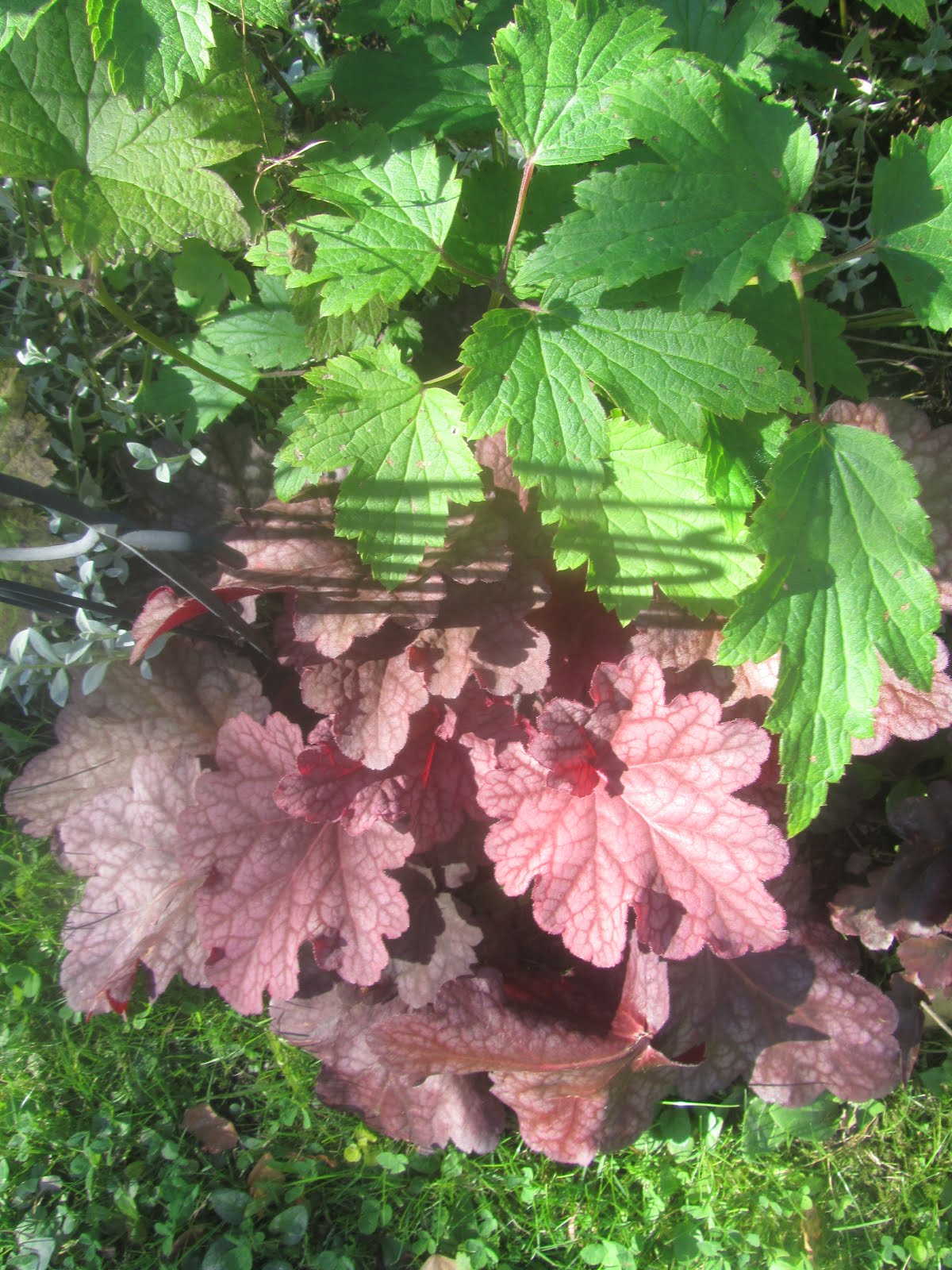 Pikkuinen puutarhani: Syysvuokot, keijunkukat ja havut -syyskuu