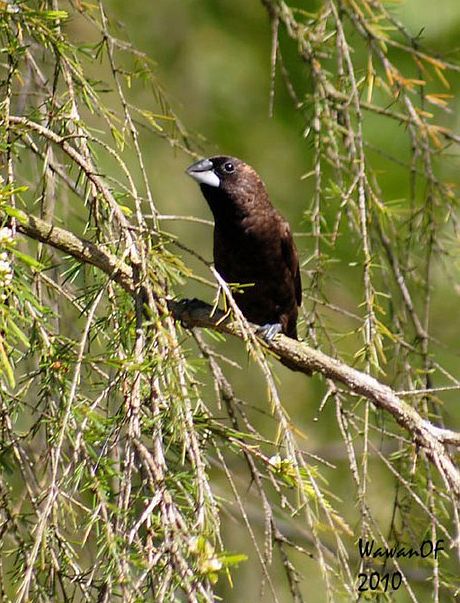 Mengenal Burung Pipit (Bondol) dan Macam-macam Jenisnya | 1001 Catatan ...