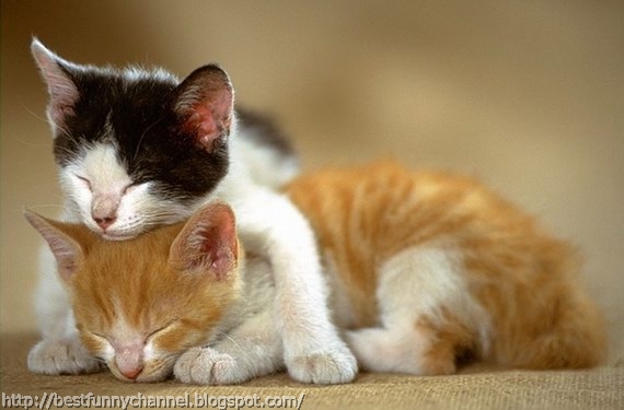 Cute and funny pictures of animals 51. Friendship 3.