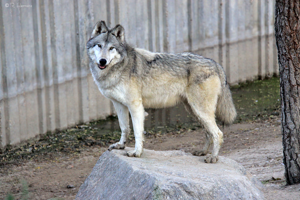 fotosricardo-h: LOBO DE ALASKA - Alaska Wolf