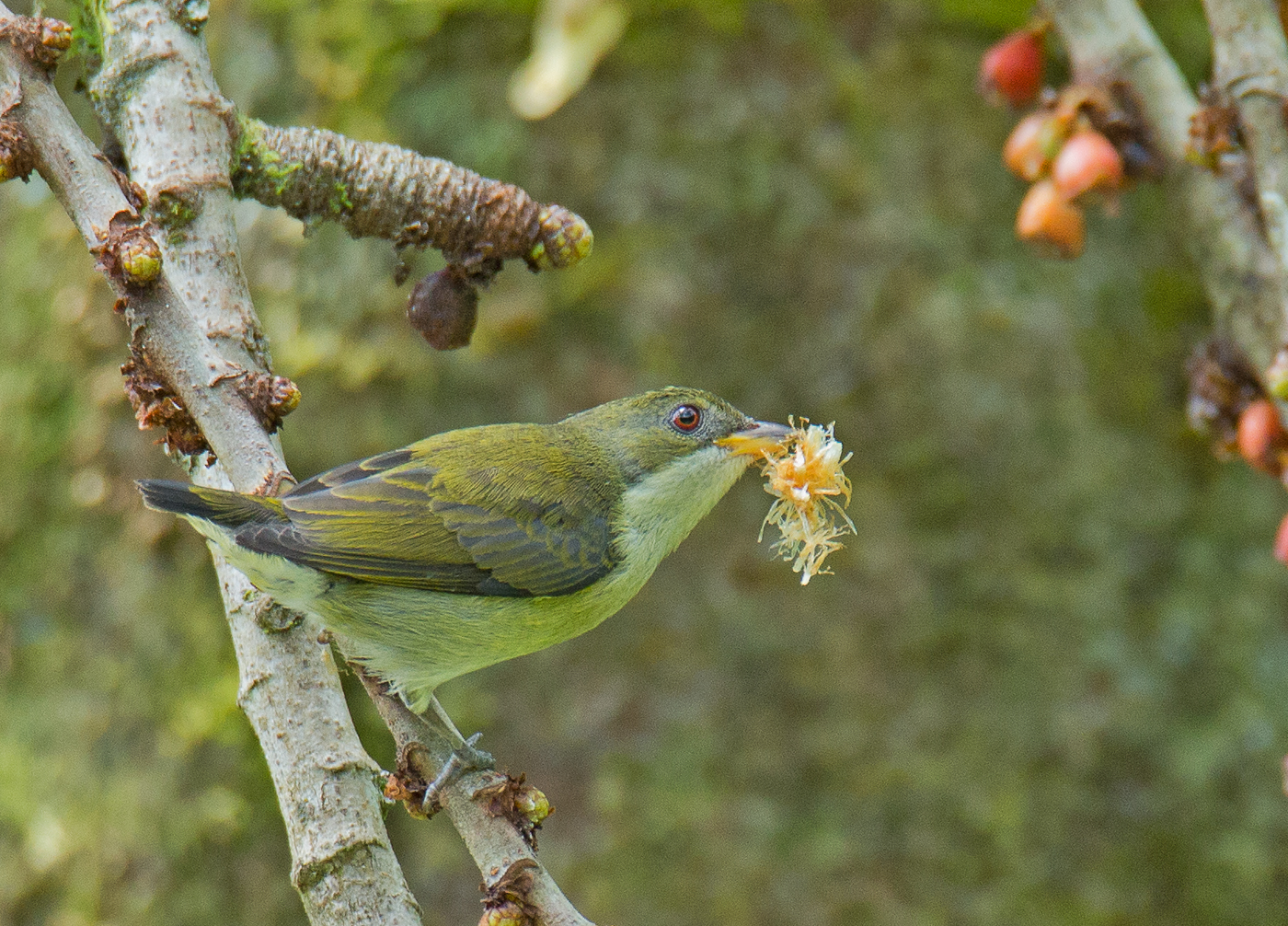 TWO BIRDERS TO GO: When Dove has Gone