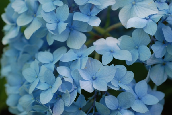 Imagenes de flores celestes - Imagui