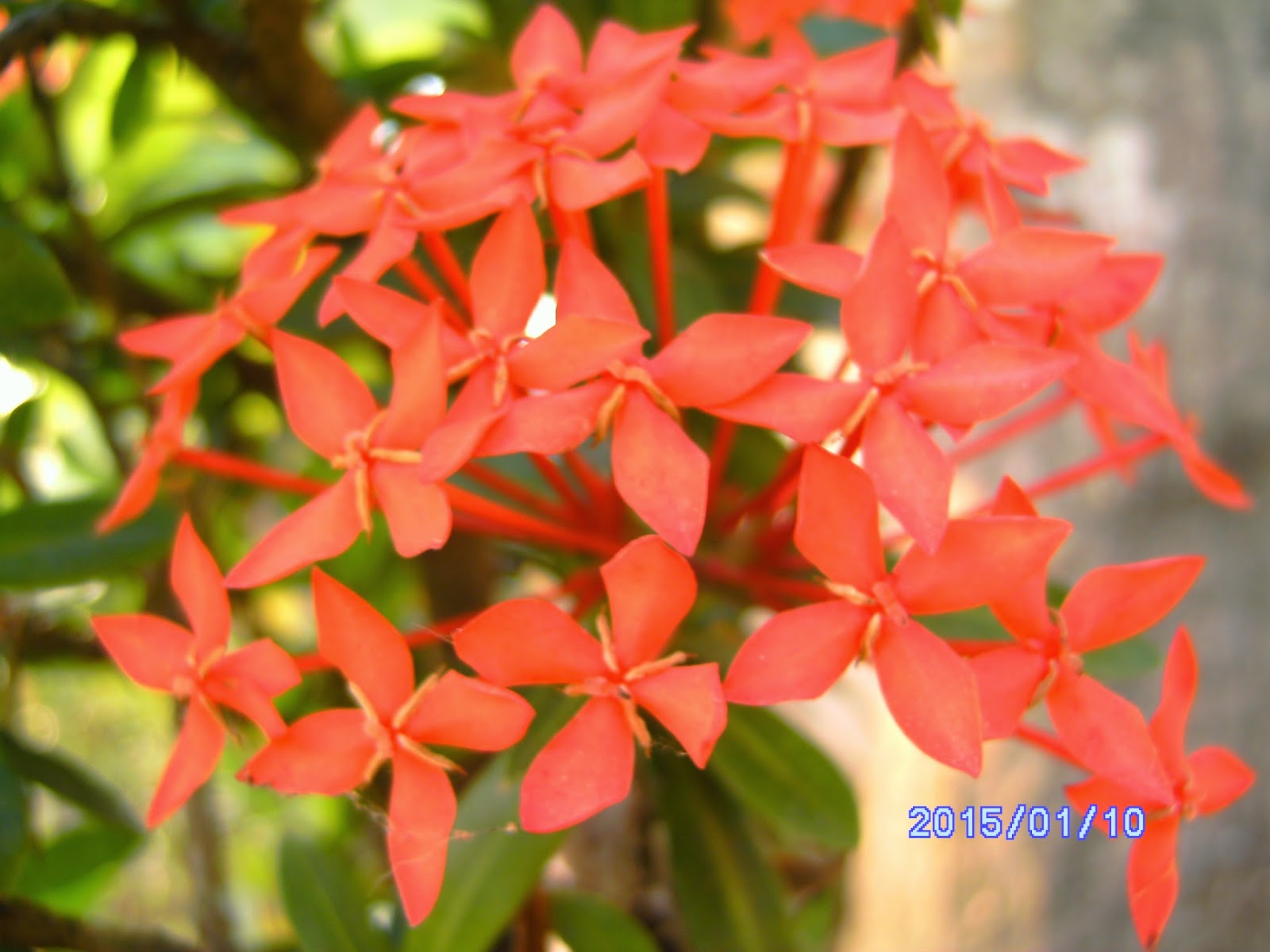 Flowers: Santan