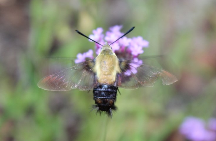 Red House Garden: Verbena Bonariensis, garden rock star