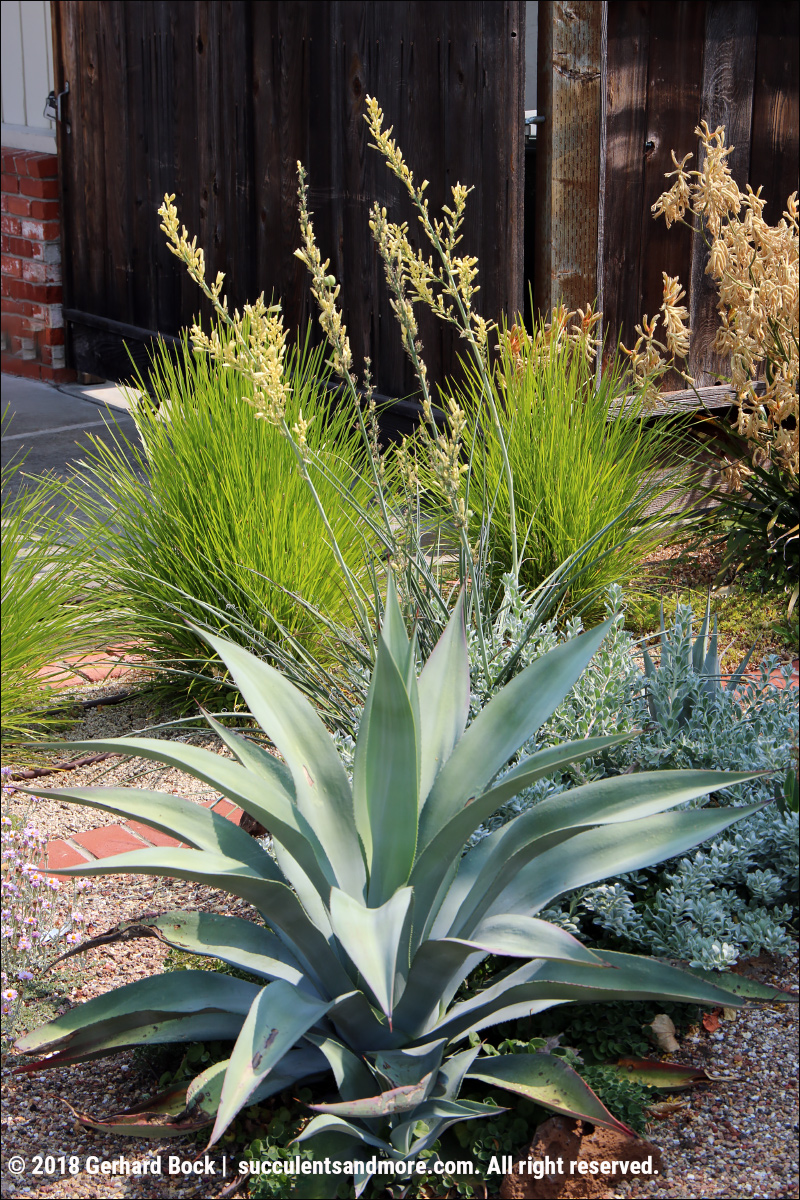 Around the world on 6,000 sq.ft.: Brian's miniature botanical garden