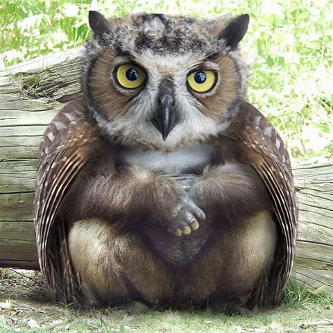 13 Hewan Paling Aneh Di Dunia - Serba 13