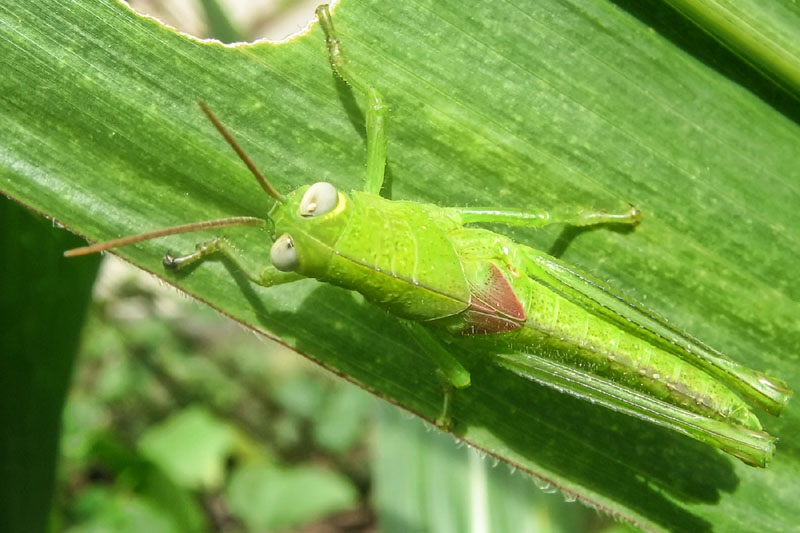 EKOGEO: BELALANG : SERANGGA PENGHUNI RERUMPUTAN