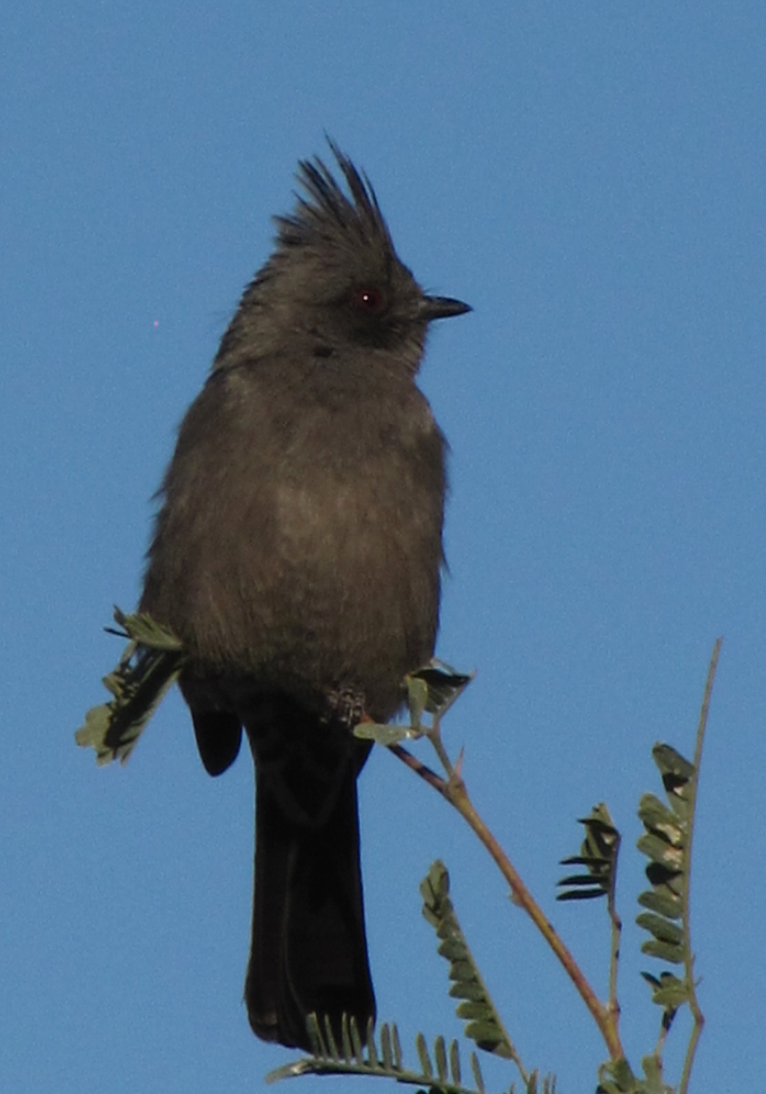 January Birds | Desert Colors