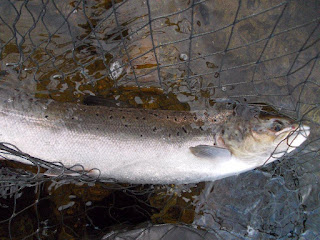Dee & Don Salmon Fishing: Some Flies And A Grilse