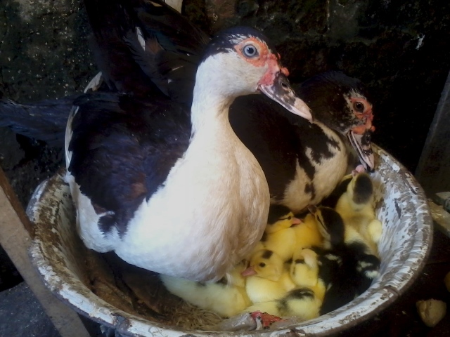 farihsido: BETERNAK ENTOK