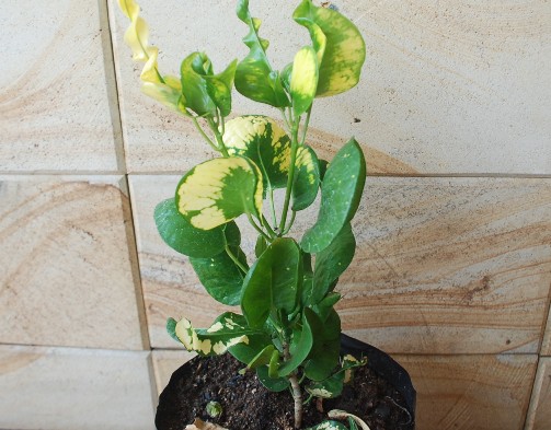 Puring Apel Hijau | Tanaman Puring | puring | tanaman puring | tanaman ...