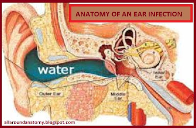 human anatomy: ANATOMY OF AN EAR INFECTION