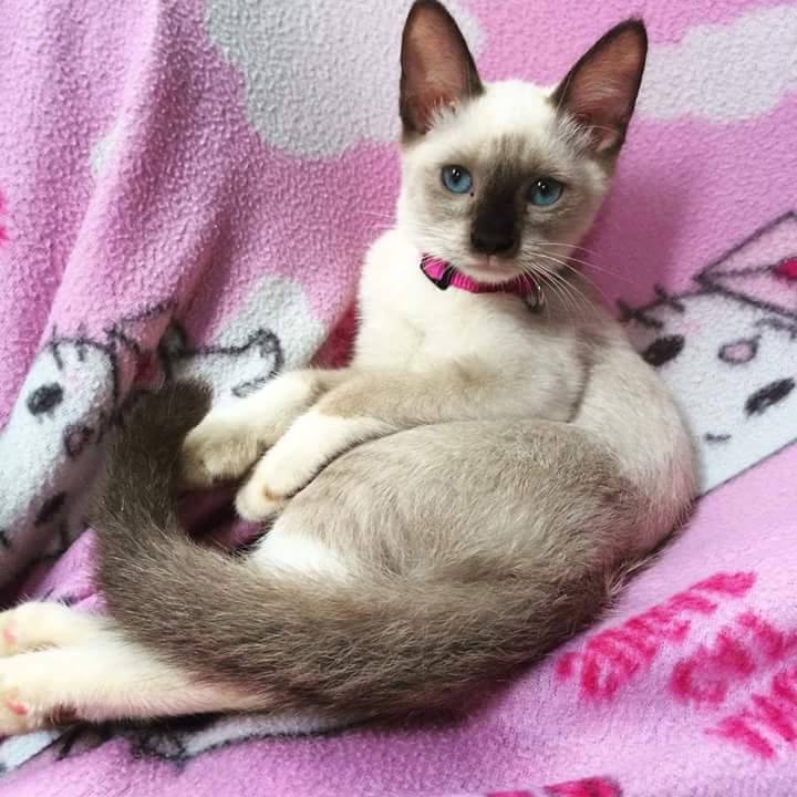 +20 Cute Siamese Cats and Kittens Pictures - Bayne Cats