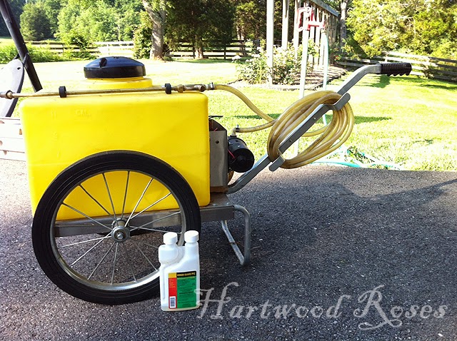 Hartwood Roses: Spray Day