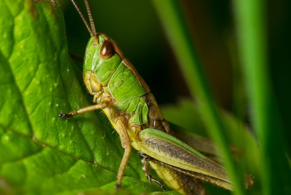 Klarifikasi dan info tentang serangga jenis belalang - Faster Pedia