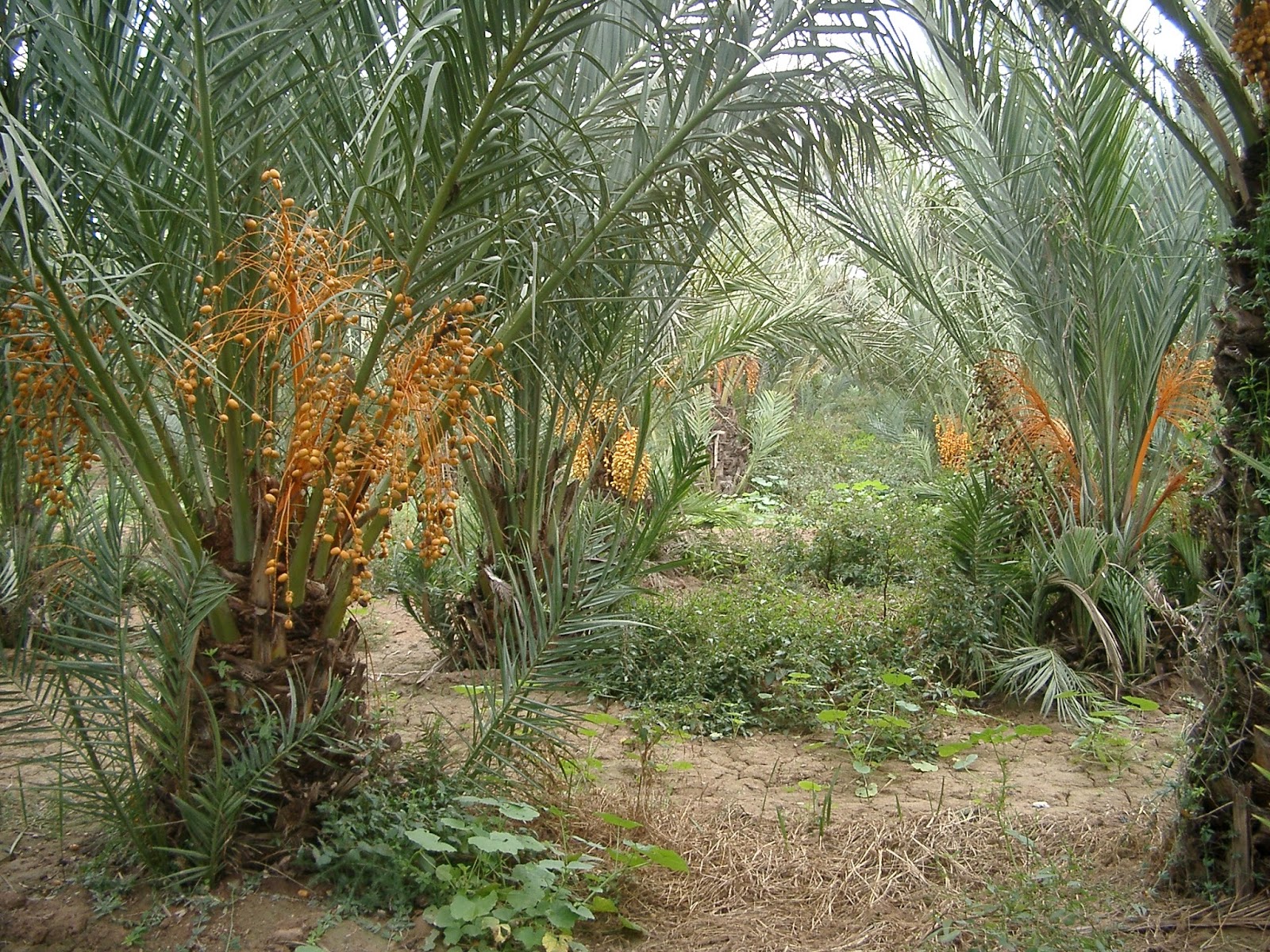 FAUNA Y FLORA DEL MUNDO: PALMERA DATILERA: El pan del hombre del desierto"
