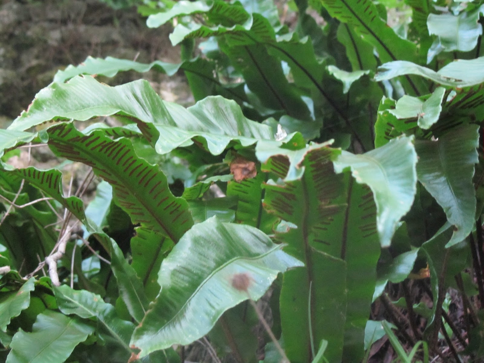 Cosa Sono le Felci? Che Caratteristiche Hanno? | Il Gusto Della Natura