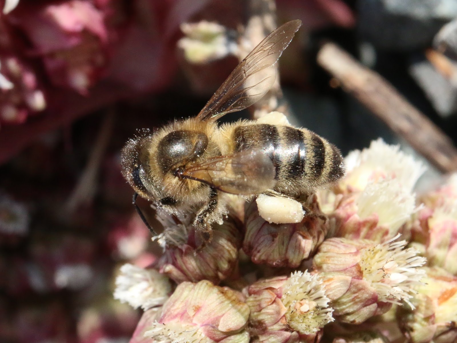 Insectes d'Alsace: Apis mellifera - Abeille européenne
