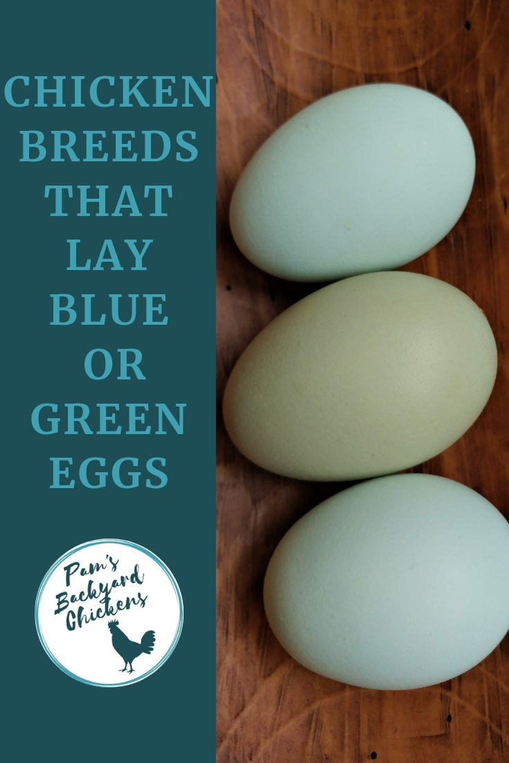 Pam's Backyard Chickens: Chicken Breeds