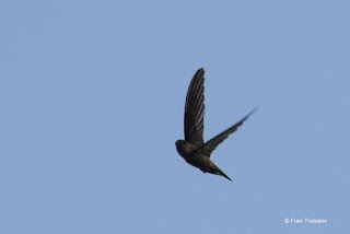 ZAGROS NATURE IMAGES: Aerodramus Swifts