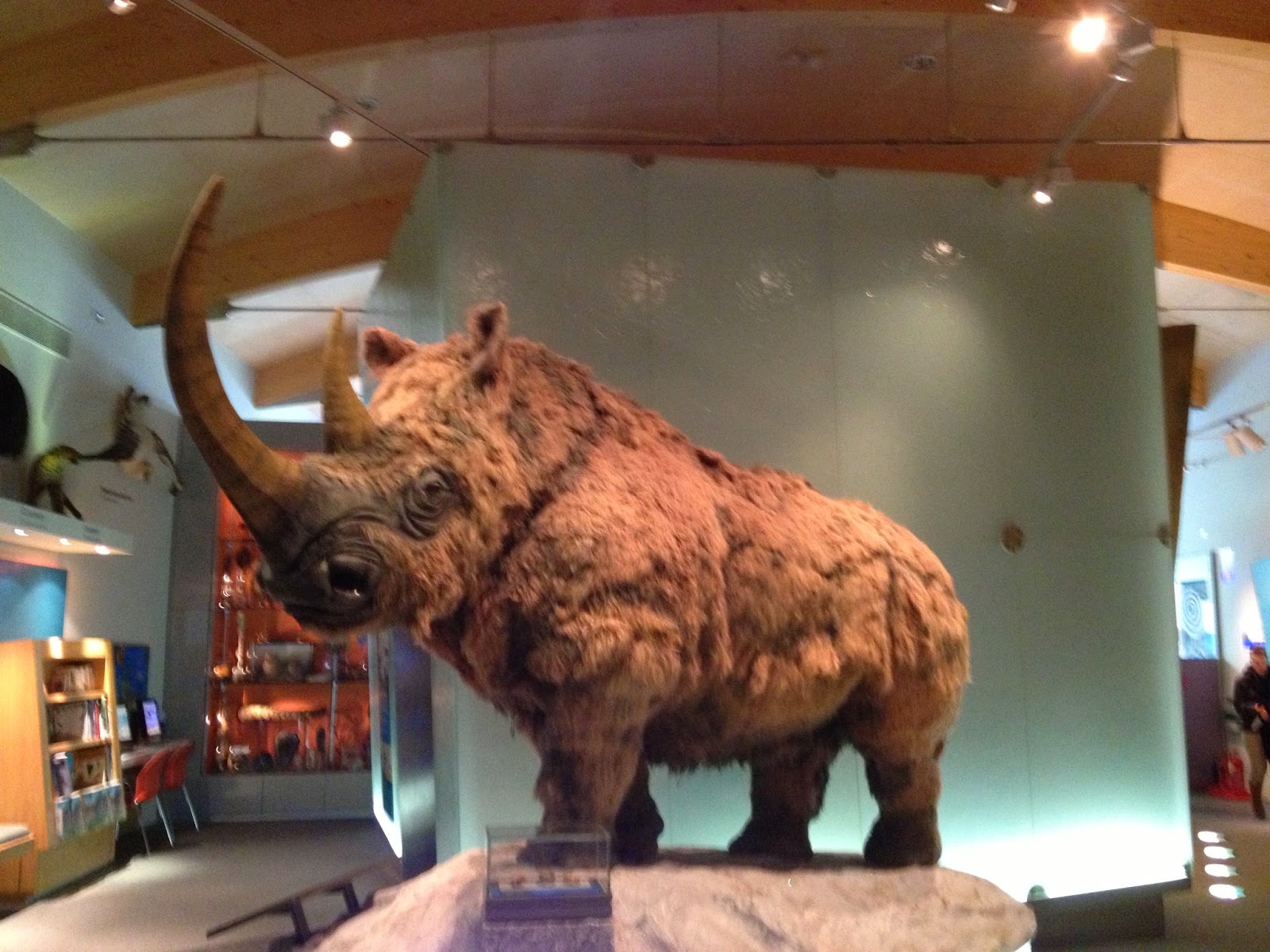 Rinoceronte lanudo (Coelodonta antiquitatis)