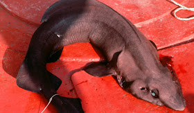 Real Monstrosities: False Catshark