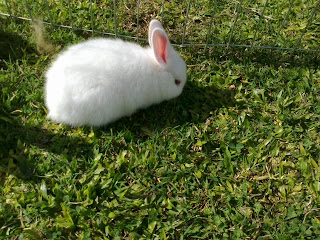 Blog da bióloga - Plante vida: Coelhos Albinos