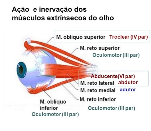 Optometria no Brasil: Músculos extrínsecos do olho