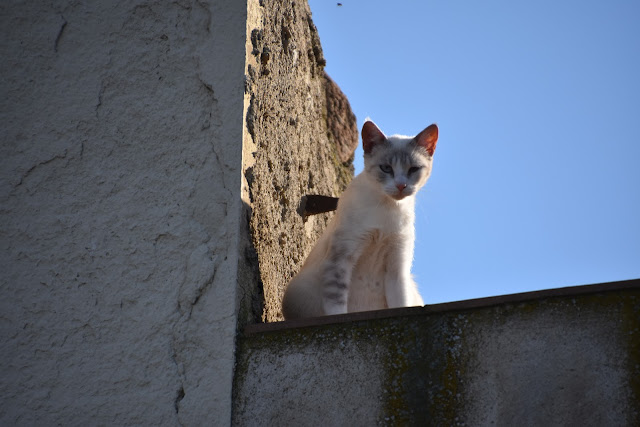 Trains and other things: Catalonia