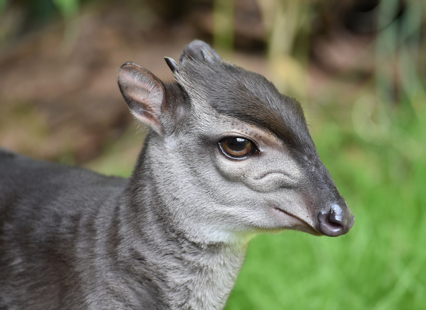 ZOOTOGRAFIANDO (6.100 ANIMALS): DUIKER AZUL / BLUE DUIKER (Philantomba ...