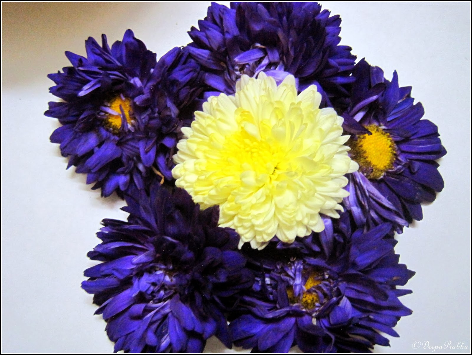 Photos of Shevanti and Aster flower / Chrysanthemums and Aster - Random ...