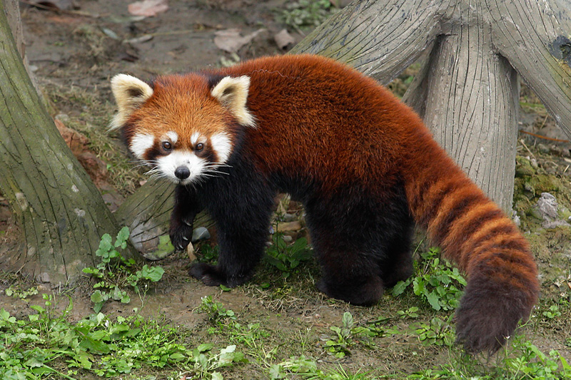 Il panda rosso
