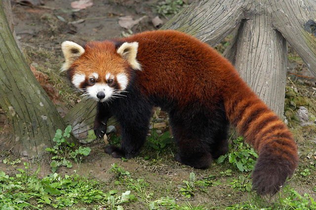 Il panda rosso