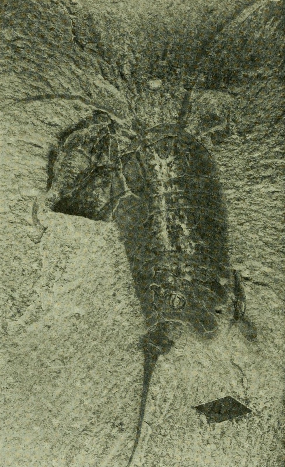 Variety of Life: Cheliceriformes