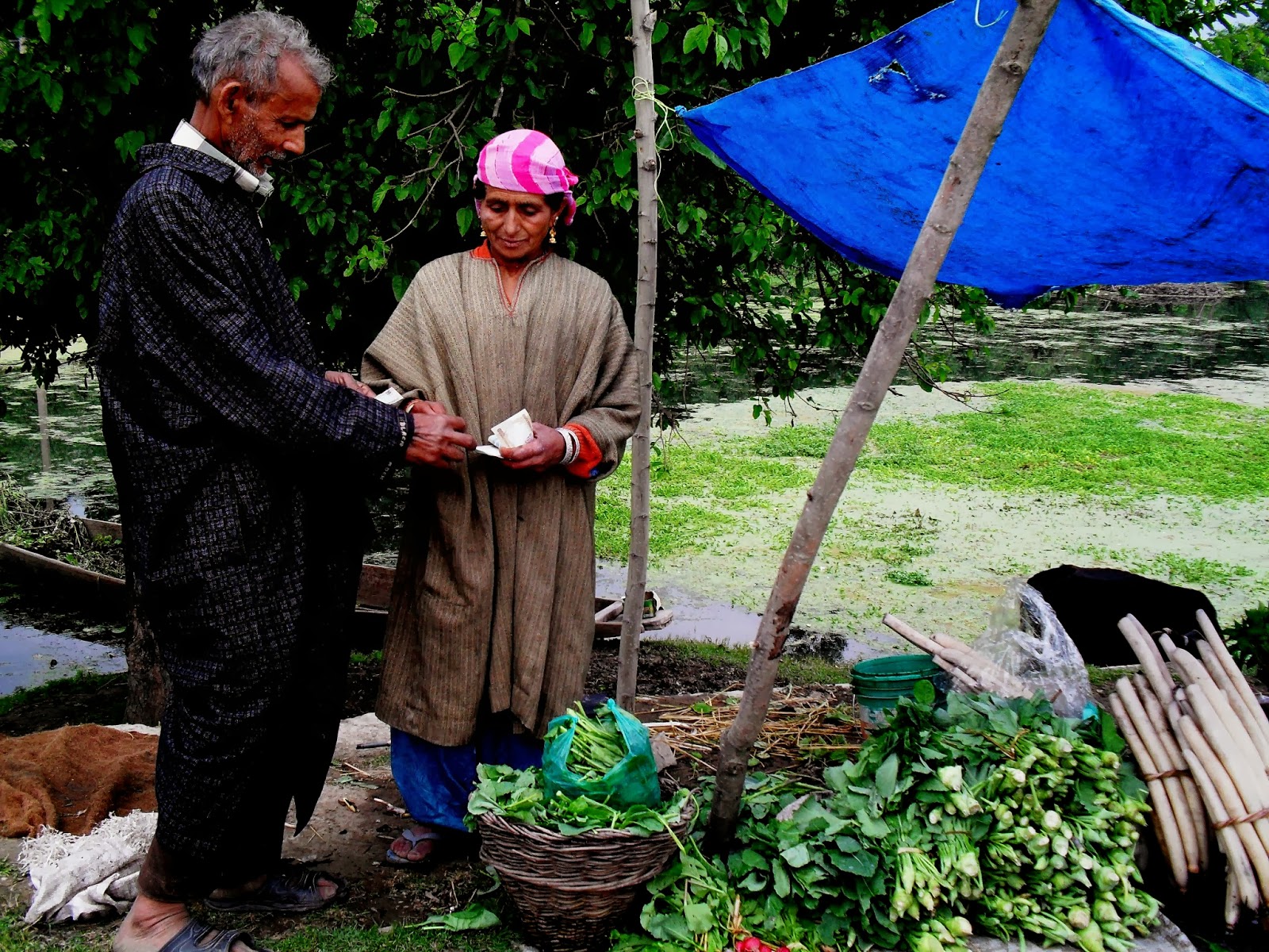 CHINAR SHADE : GREEN LEAFY HAAK ( COLLARD GREENS ) AND KASHMIRIS