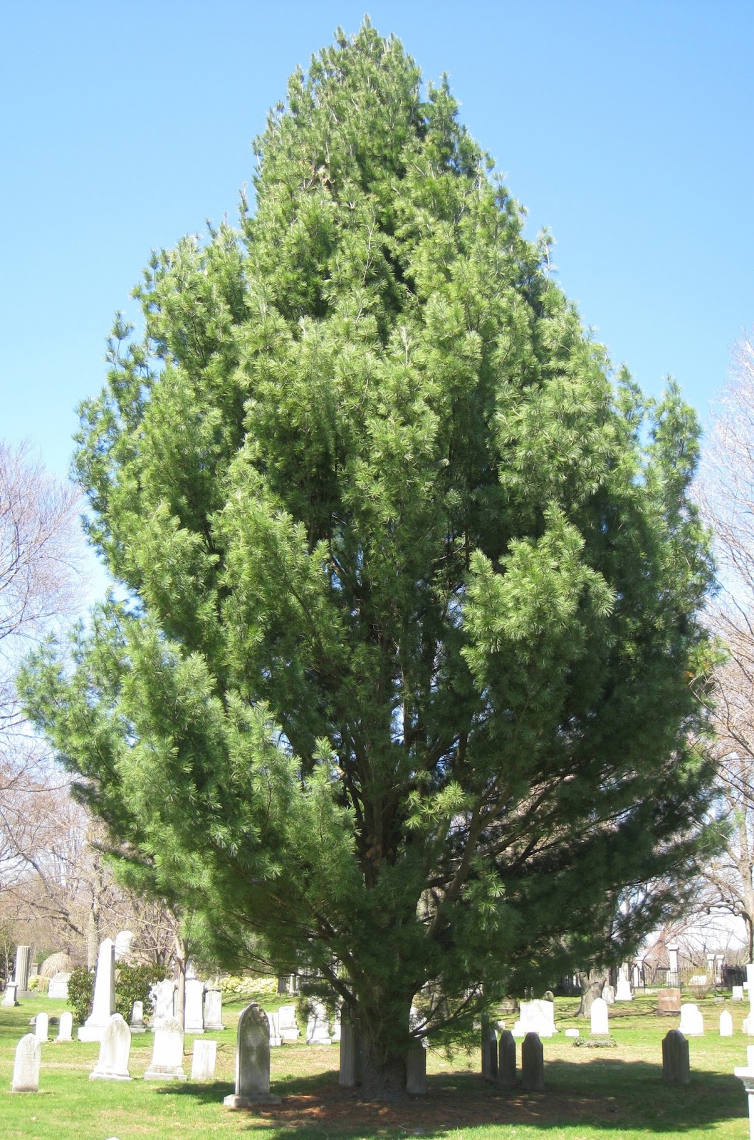Trees Planet: Pinus strobus – Weymouth Pine - White Pine
