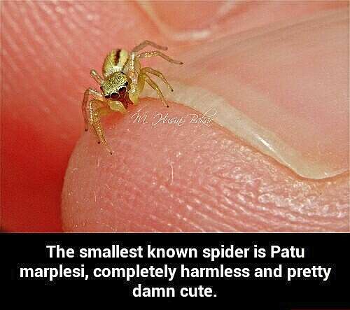 Fakta Laba-laba: Cara Membuat Jaring, Cara Makan, Yang Terbesar dan ...