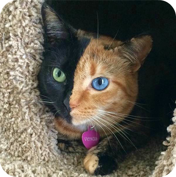 catblogger: gatos raros