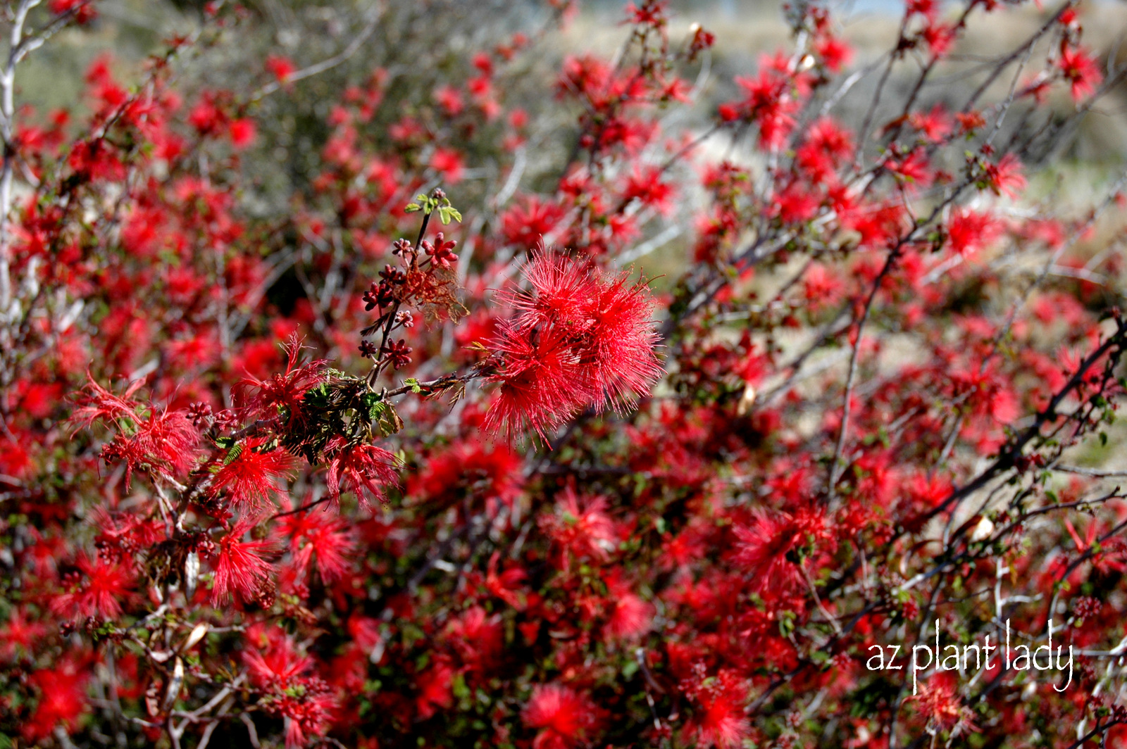 Fuss-Free Plants for Fall Planting - Ramblings from a Desert Garden