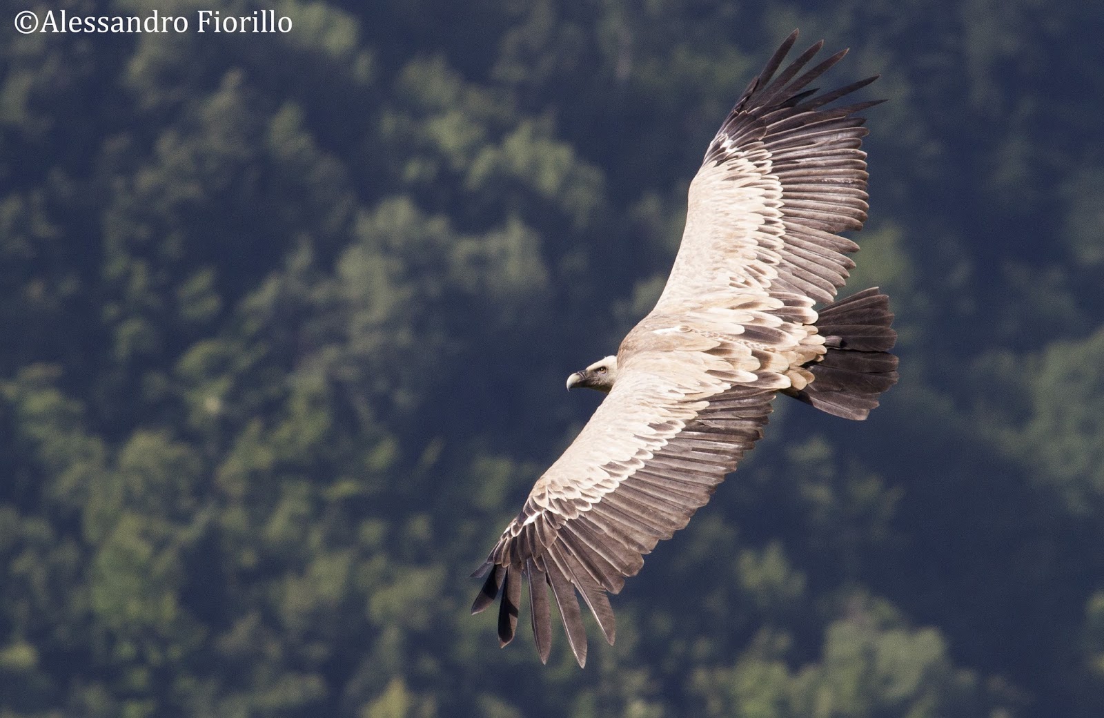 Cappadocia (AQ), tradizioni e natura: Il Grifone