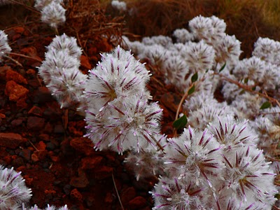 A la salud por las flores: Esencia floral de MULA MULLA (Ptilotus ...