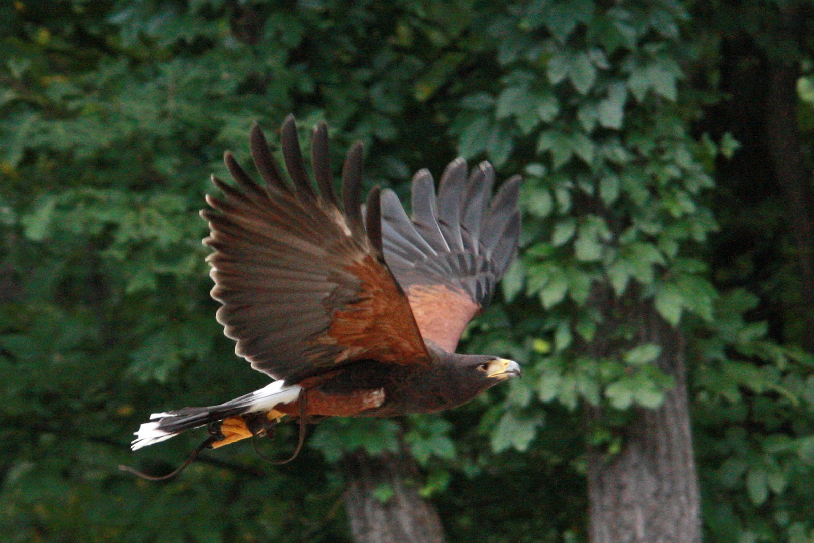 World Bird Sanctuary: Wolves Of The Sky